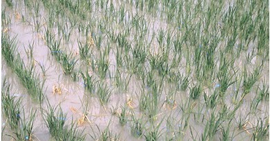 Bacterial leaf blight Of Rice - AGRI FOCUS
