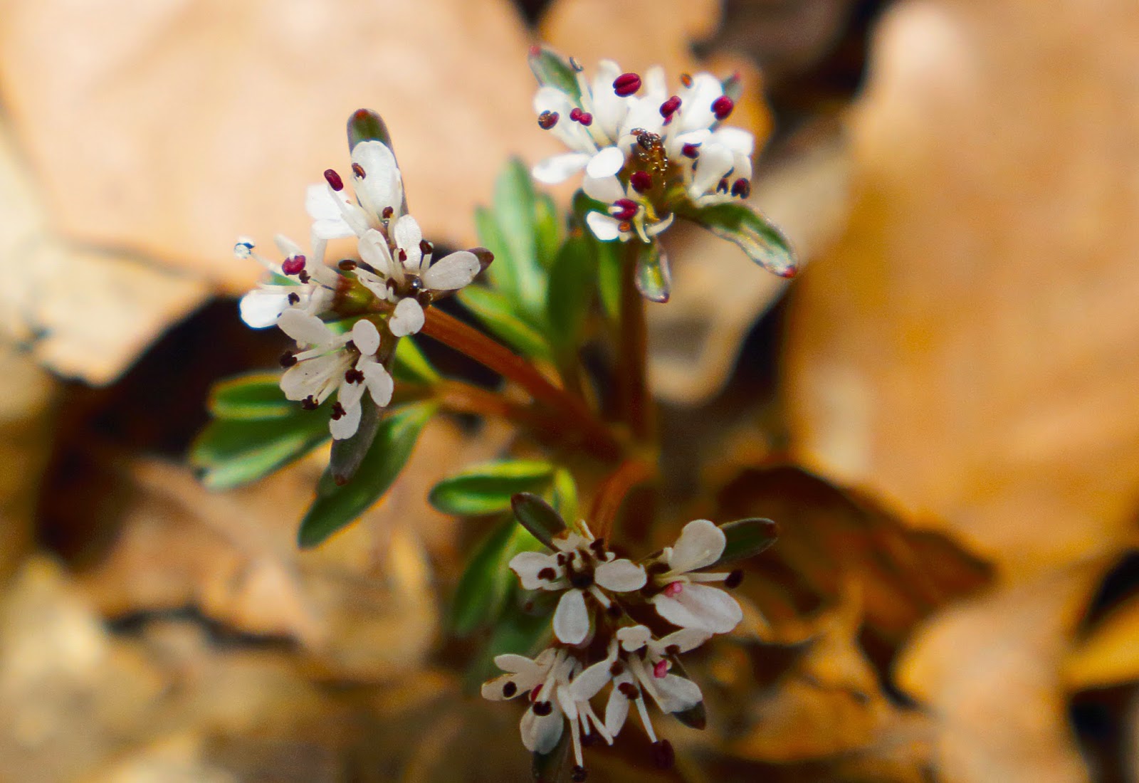 Mike's Wildlife and Nature Photography : Wildflowers