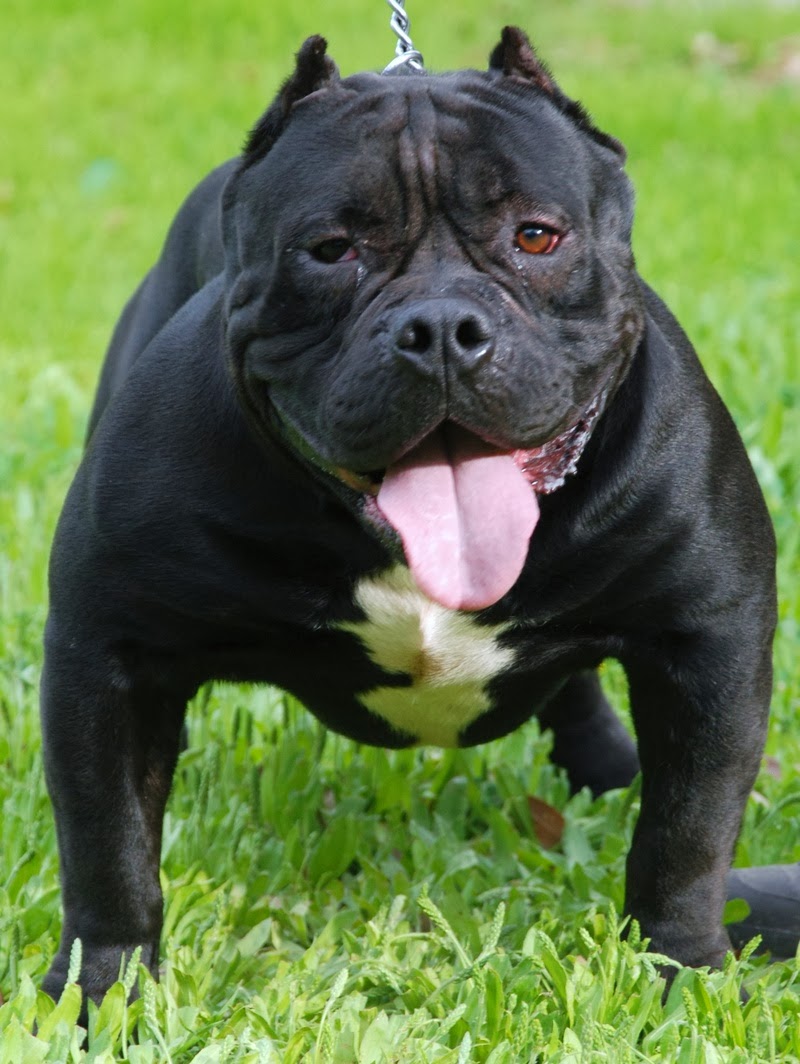 Care and Grooming American Bully (Bully Pit) (Bullypit) (Bully Pitbull)