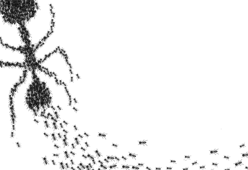 The Evolution of Colonial Insects