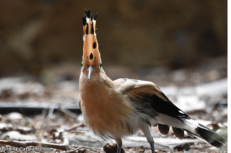 Birding Catalunya: Puputs al Parc Samà