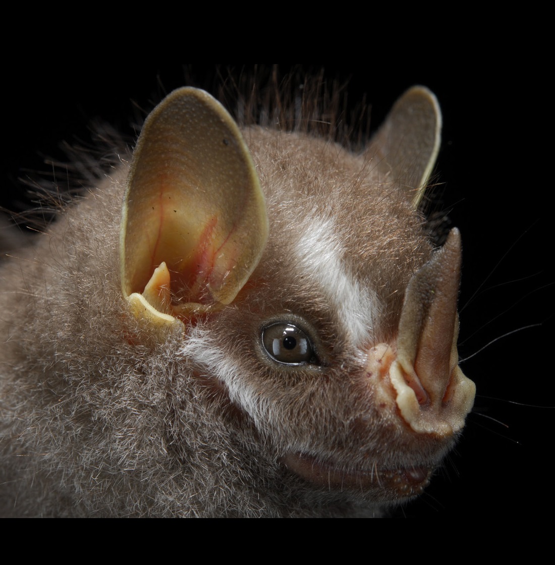 Species New to Science: [Mammalogy • 2020] Systematics of Big-eyed Bats ...