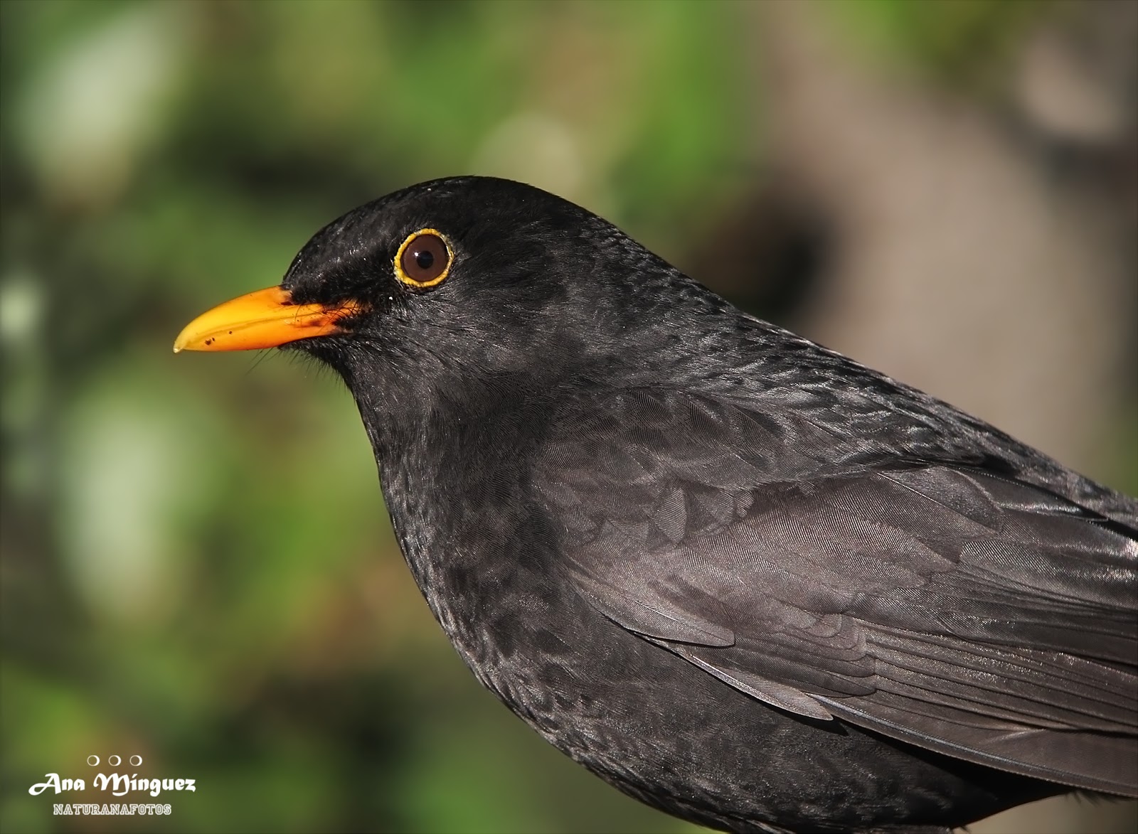 NATURANAFOTOS: Mirlos y Mirlas