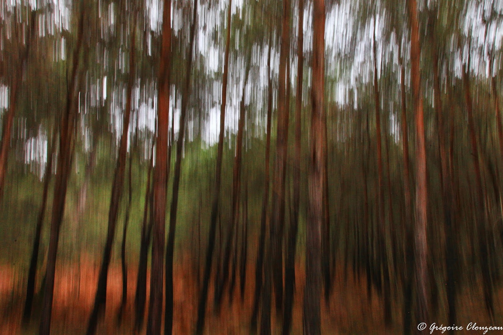 Droites forestières, la forêt symbolique ~ FontaineBleau Passion
