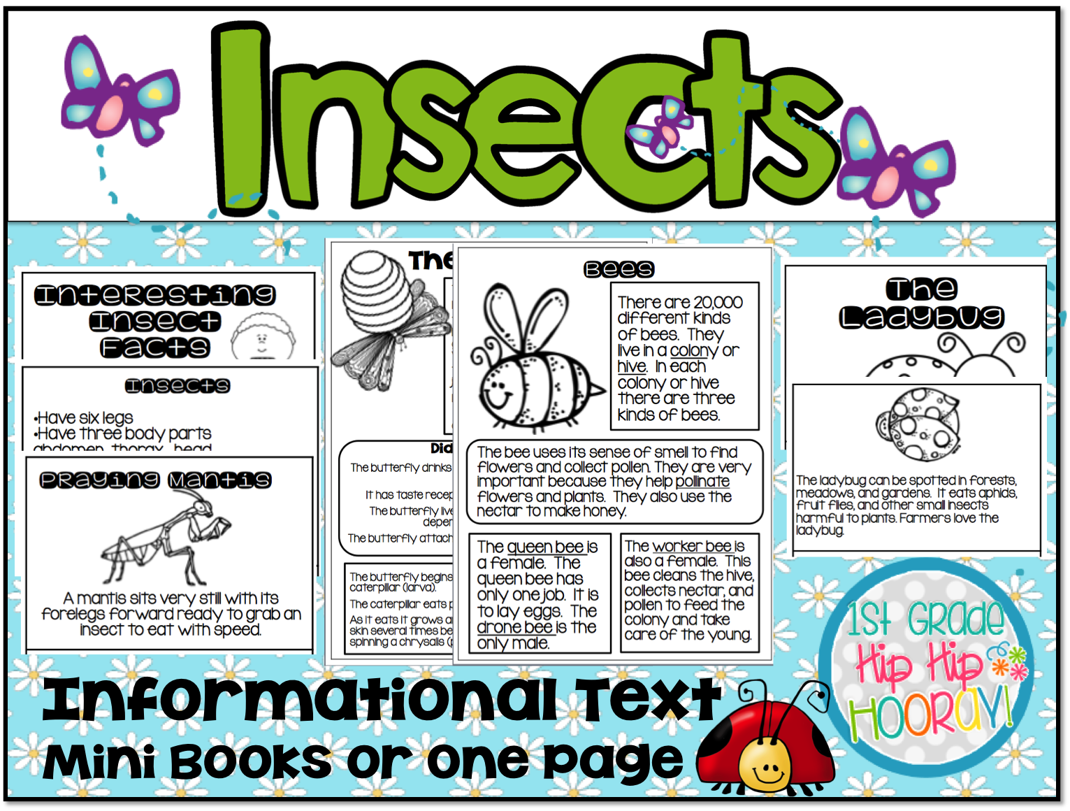 1st Grade Hip Hip Hooray!: Insects...Interesting!!