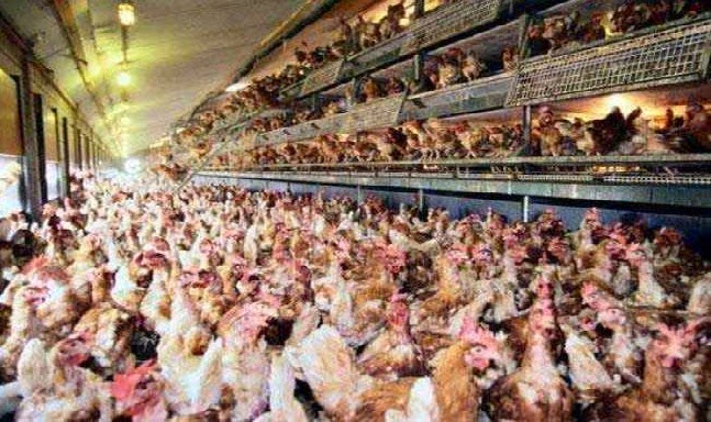 FDA Finally Admits Chicken Meat Contains Cancer-Causing Arsenic