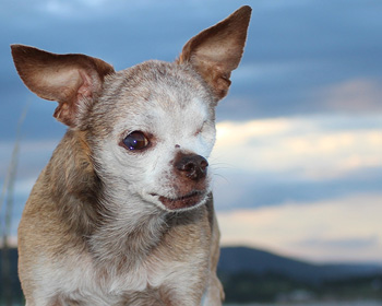 Bunny's Blog: Smallest dog wins biggest prize at American Humane ...