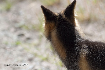 Ann Brokelman Photography: Cross Fox, Norris Point, Newfoundland Sept 2013