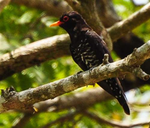 Violet cuckoo | Birds of India | Bird World