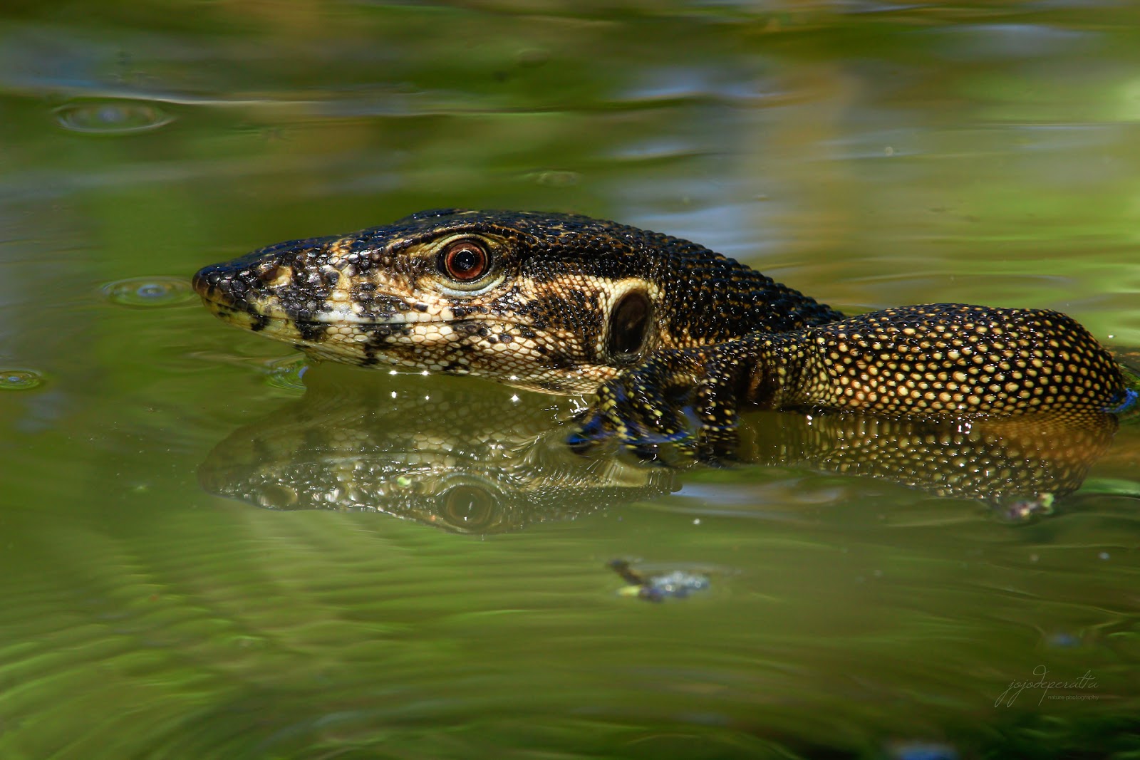 Palawan Stink Badger - A mephitid endemic to Palawan