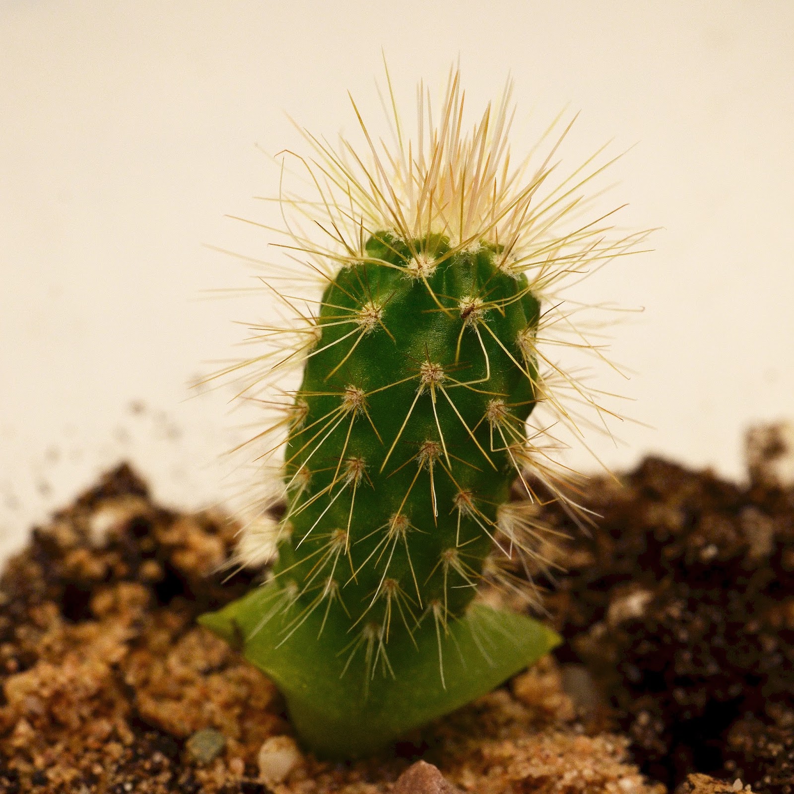 Research: Cactus Seedlings Update