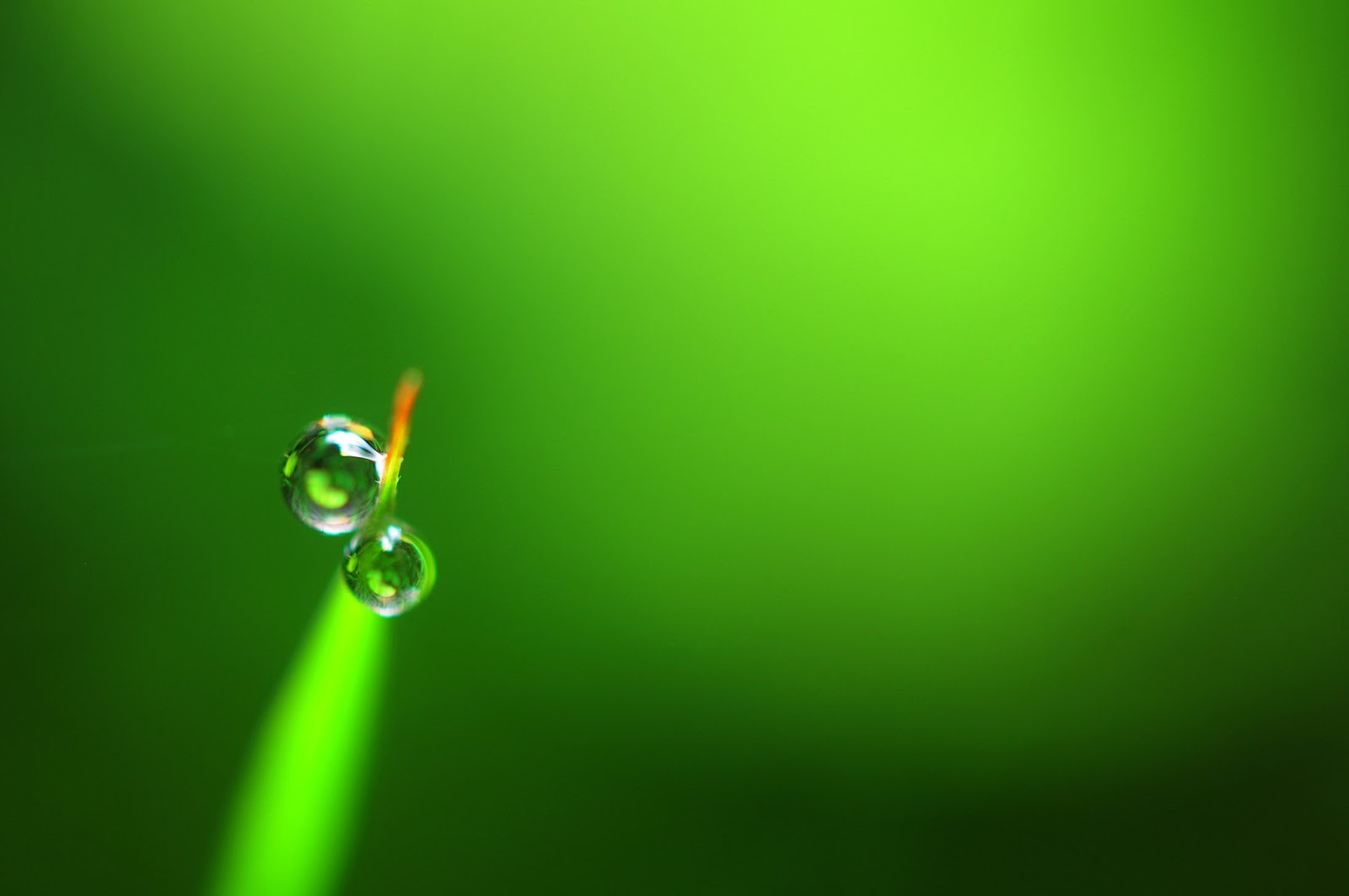 KARYA SENI HALUS: FOTOGRAFI SENI HALUS