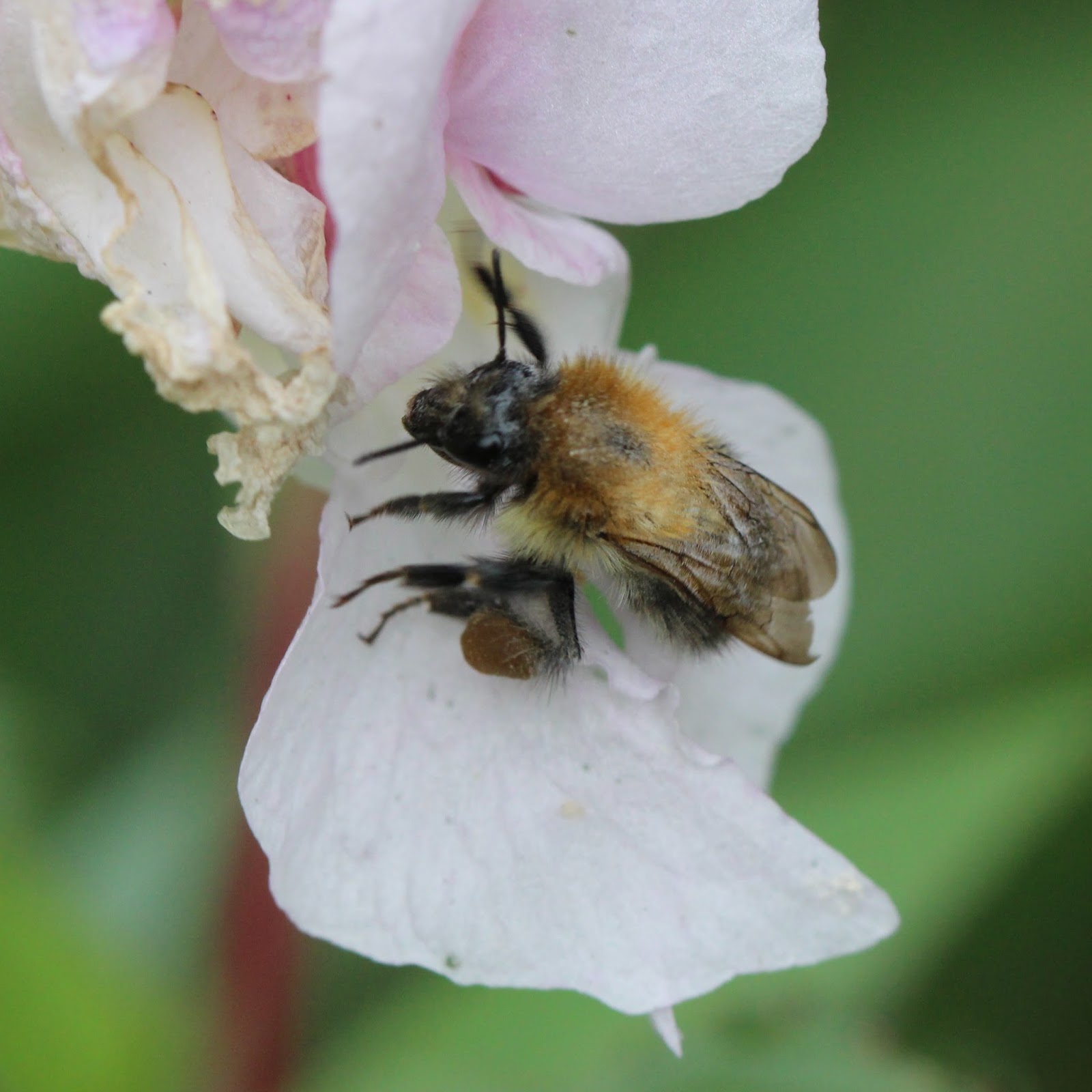 TrogTrogBlog: Ghost bees