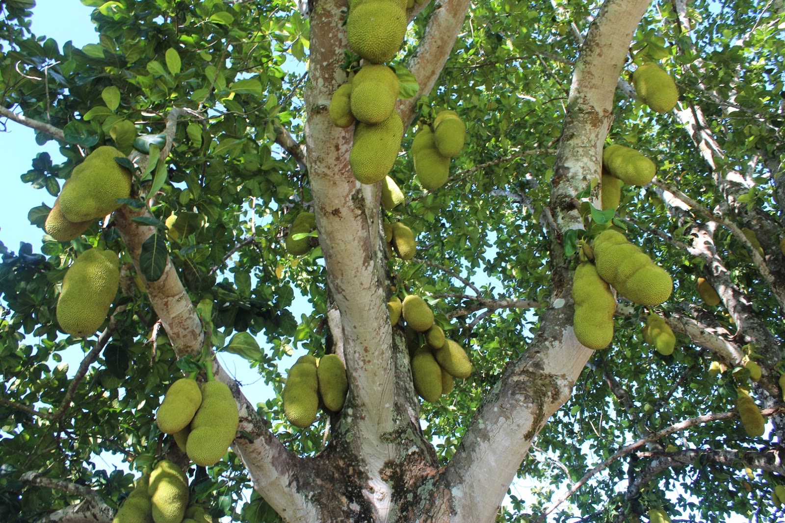 Caliandra do Cerrado: Jaca - um fruto de até 15kg