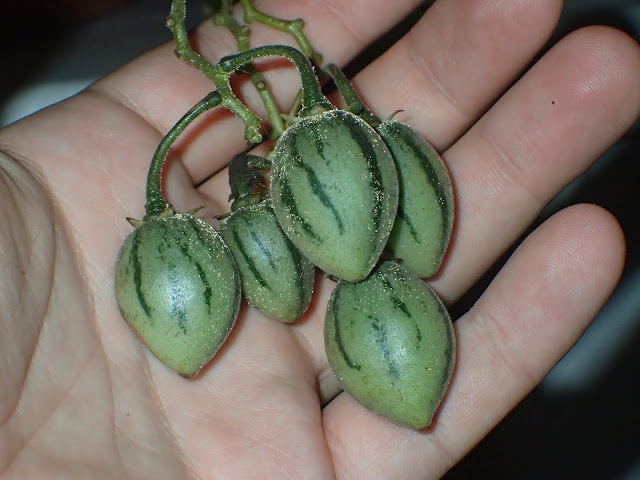 Scirpidiella's Plants: Hybrid of Hardy Tamarillo’s (Cyphomandra ...