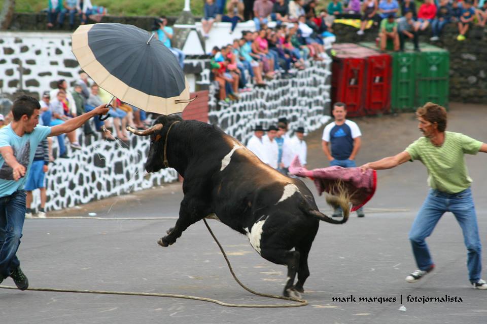 Touradas à corda representam 2,47% do PIB dos Açores - NATURALES