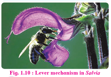 REPRODUCTION IN LOWER AND HIGHER PLANTS - Notes for Class 12 Biology ...
