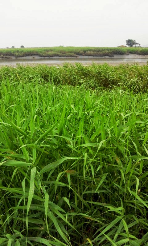 lucky larsons lost in korea