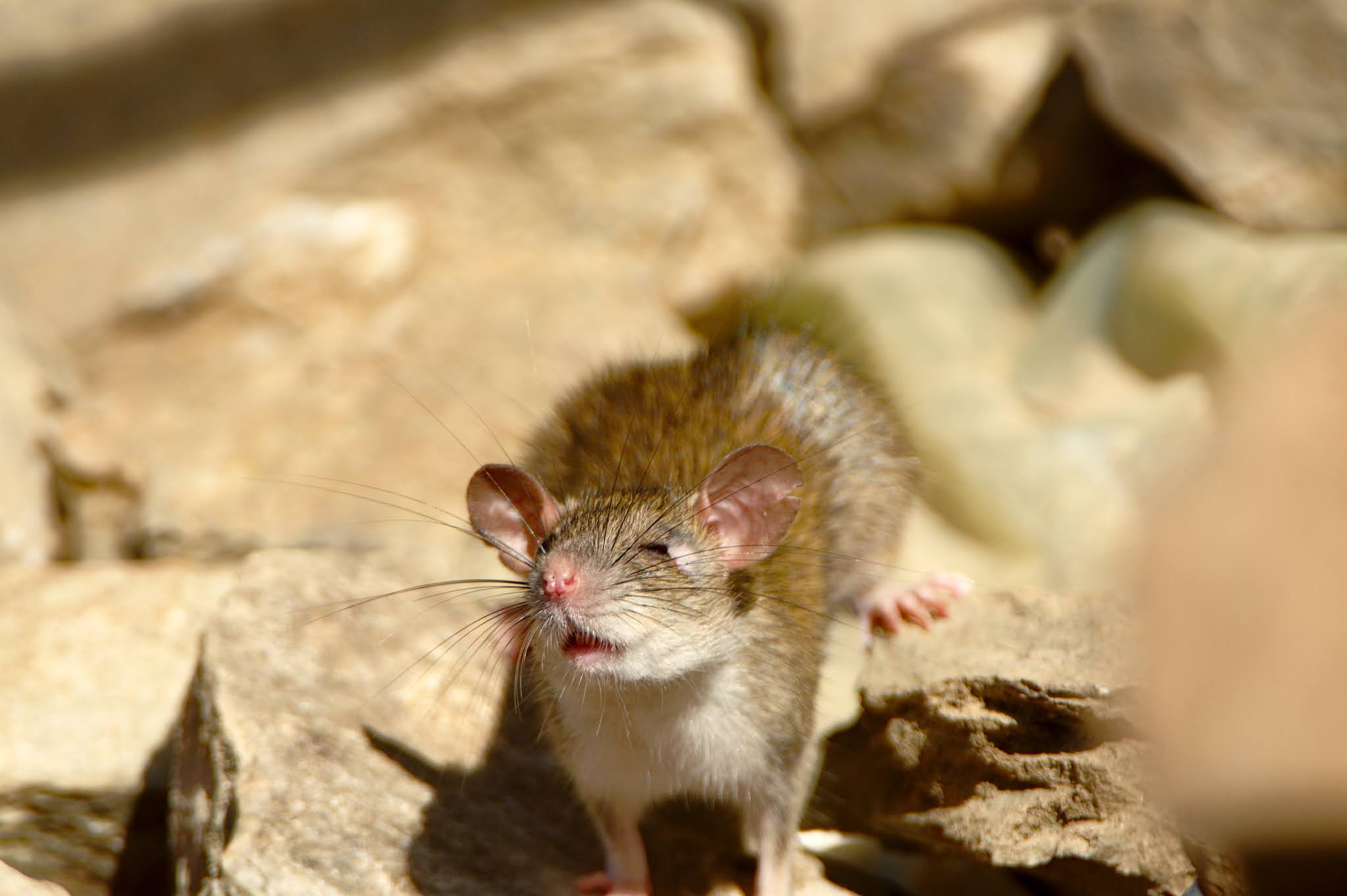 Diario de Acantilados: Rata campestre ( Rattus rattus)