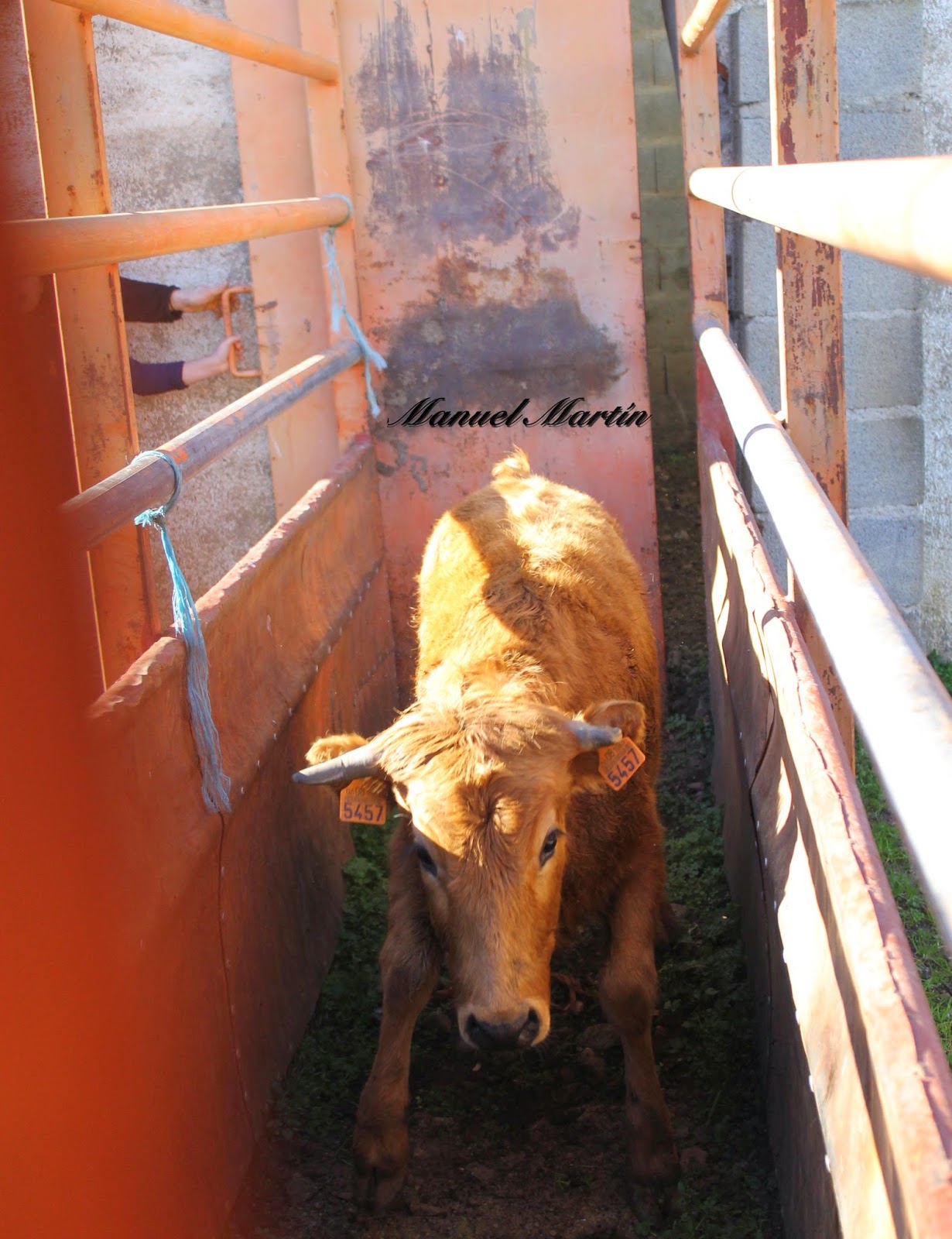 Desde El Campo Charro: HERRADERO GANADERÍA MONTEVERDE