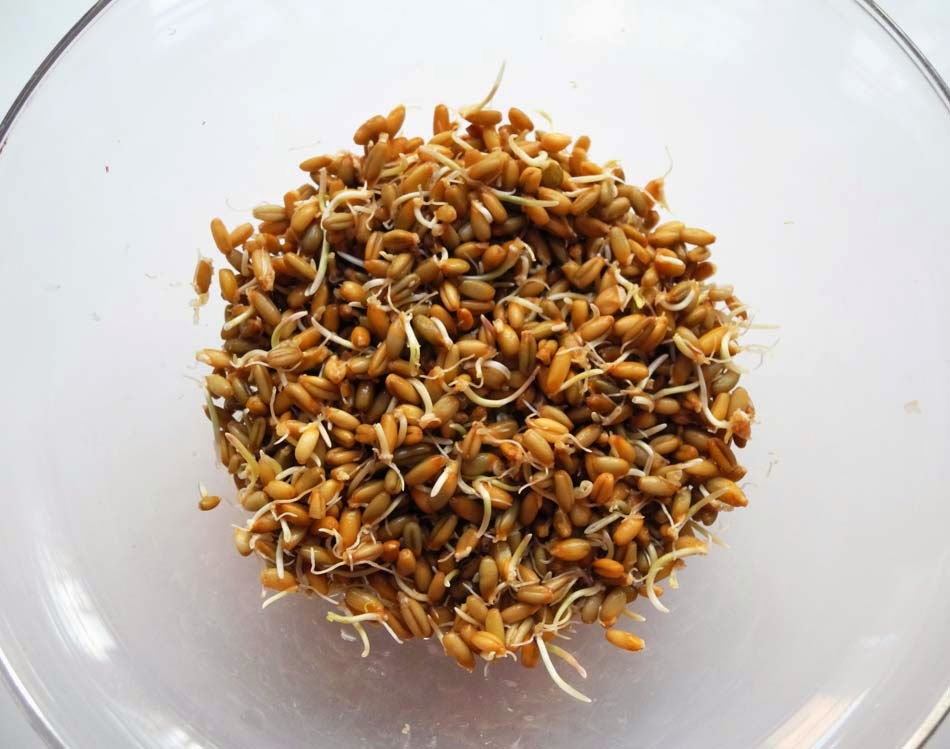 Baking Artisan Bread : Smoked Sprouted Rye Bread