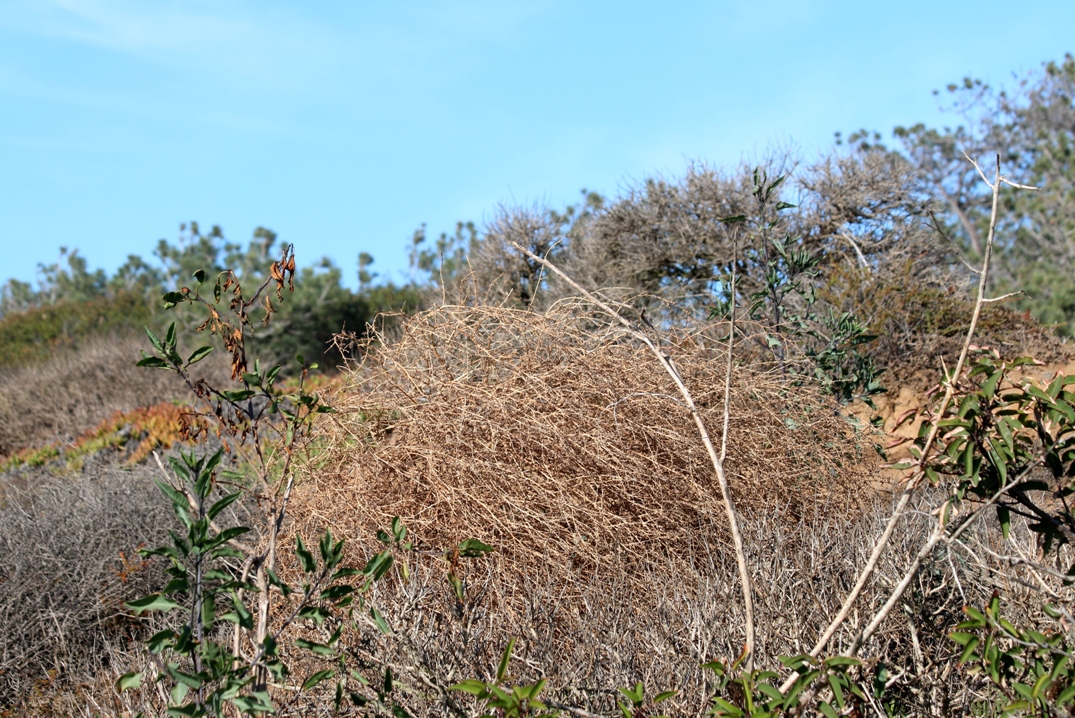 A photo, A thought............: Plant: Tumbleweed....another symbol ...