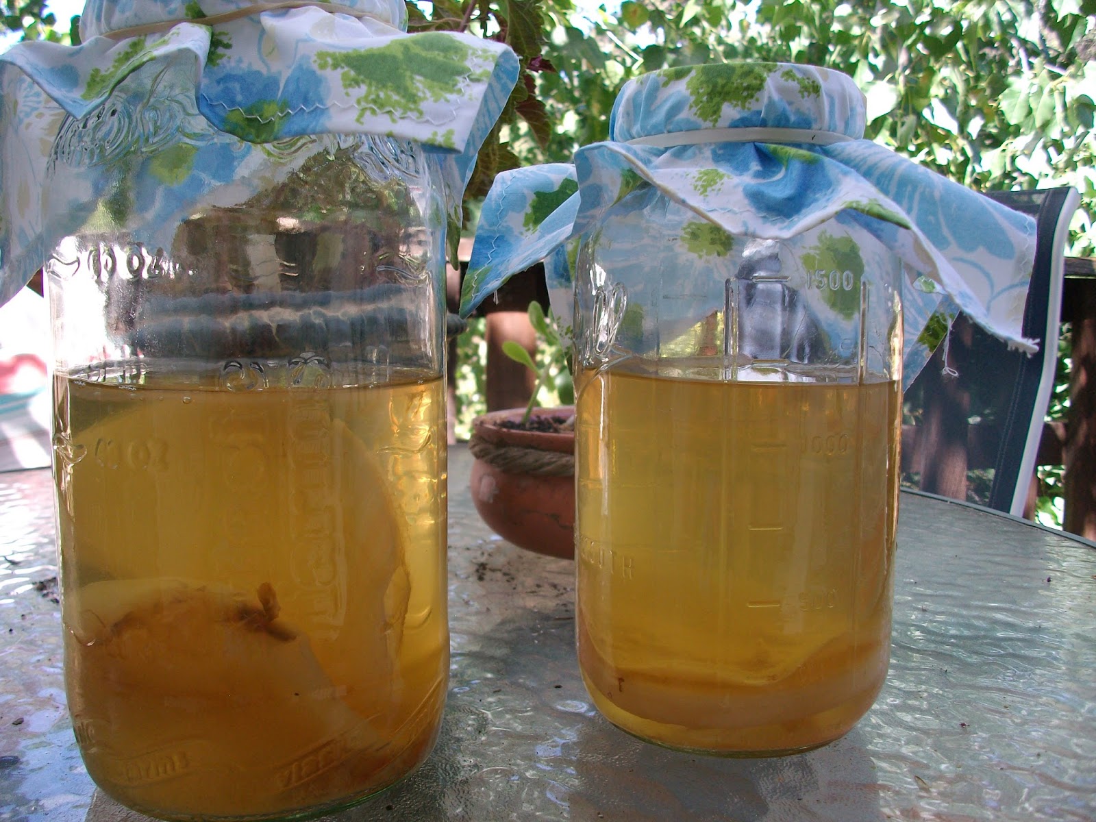 Big Tree Kombucha: "No Tea Kombucha"