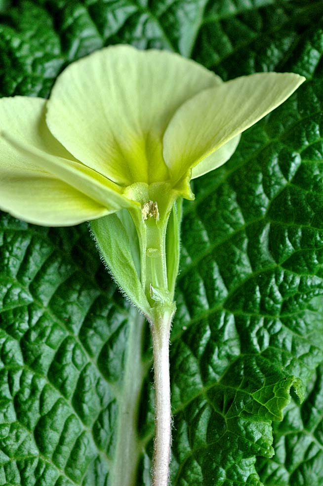 A Digital Botanic Garden: Primrose, Primula vulgaris, Primulaceae