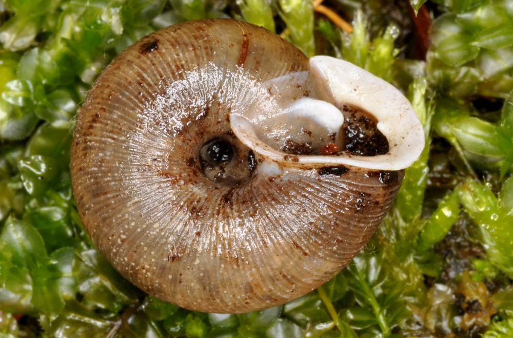 Land Snails and Slugs of Pennsylvania and New York: Instead of Looking ...
