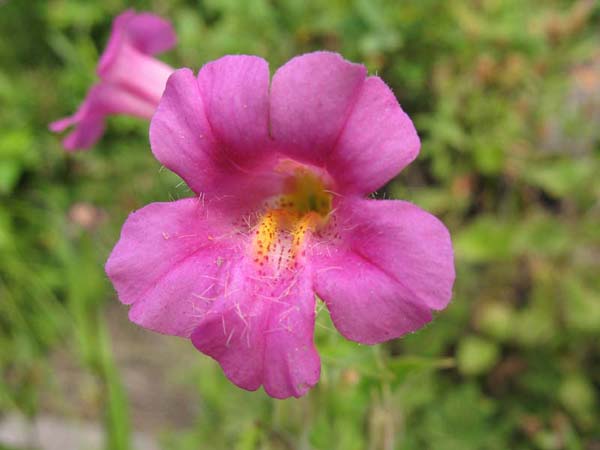 Artius Terapia: Pink monkey flower