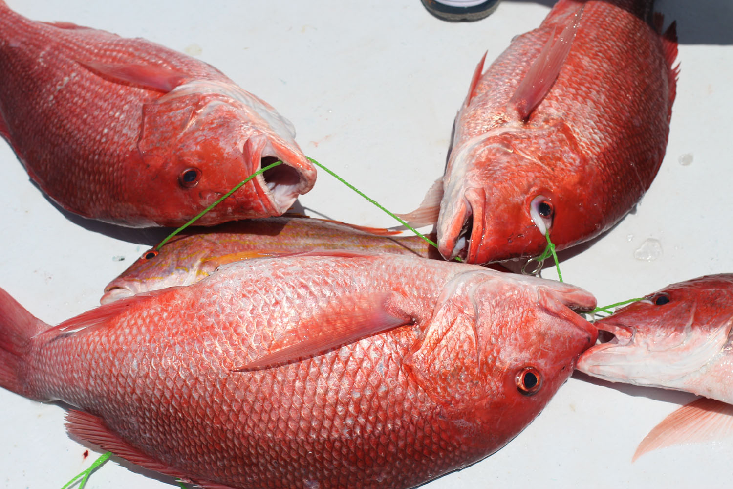 Pensacola Beach Deep Sea Charter Fishing~
