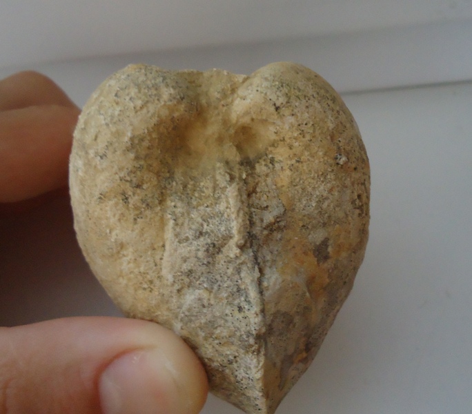 Fossils & Antiques: Fossil Sea Shell Mussel