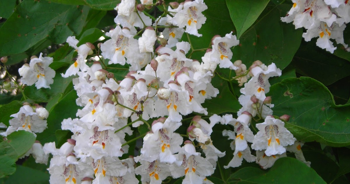 Gardening Granny's Gardening Pages: Catalpa, Catawaba, tree