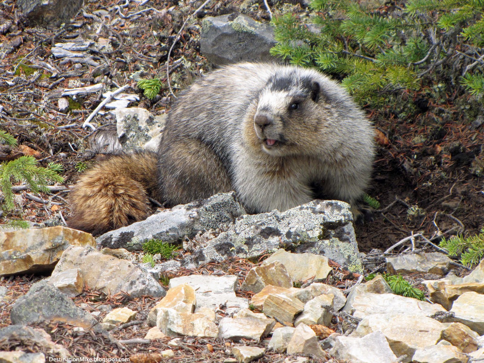 Destination Mike: Wildlife Seen in Banff National Park