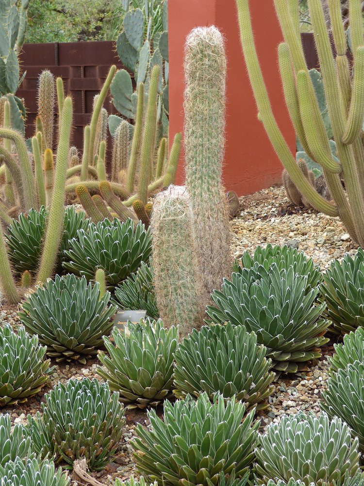 Kittling: Books: Flights of Cactus Fancy at the Desert Botanical Garden