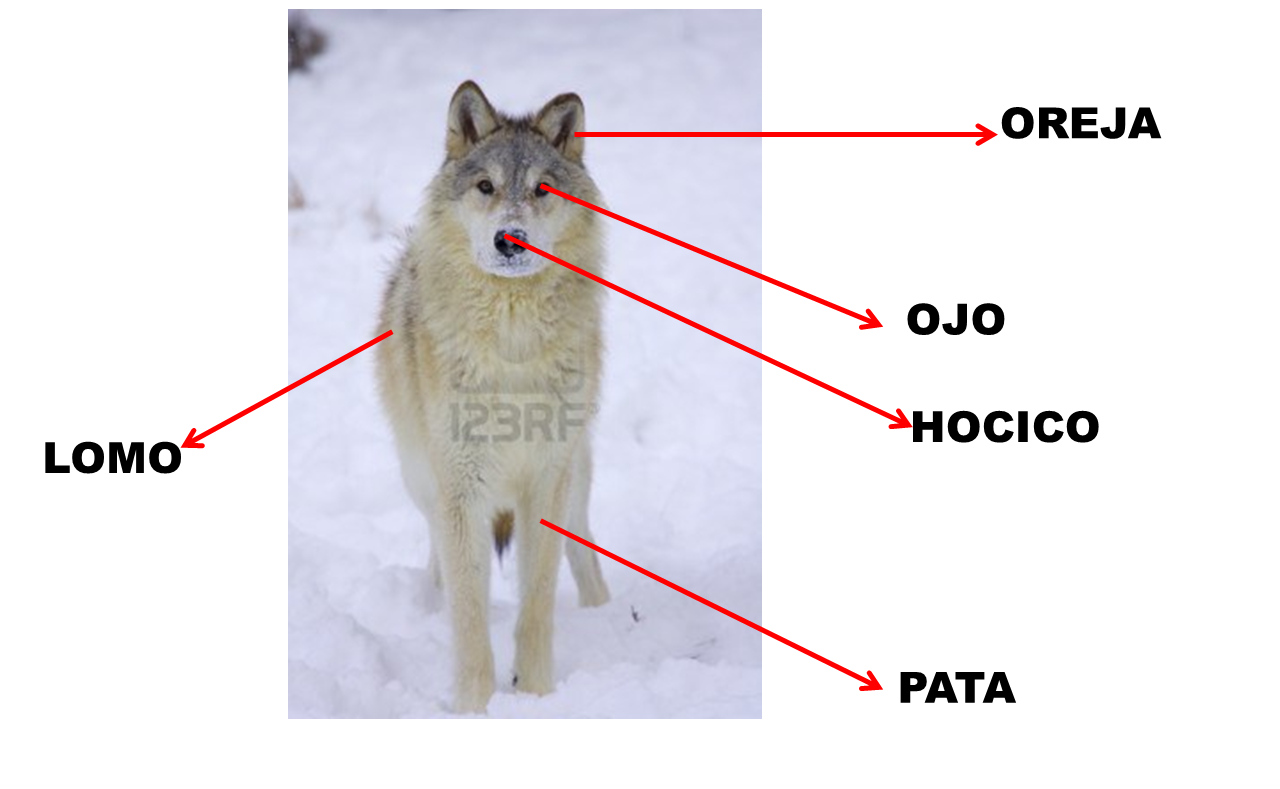 52 ENANITOS: noviembre 2012