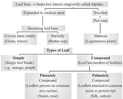 Notes of Ch 5 Morphology in Flowering Plants| Class 11th Biology