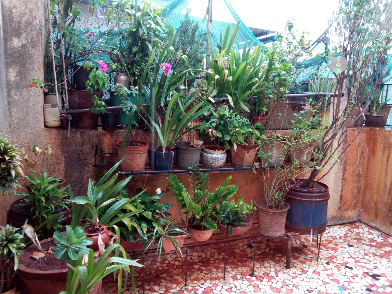 Garden Care Simplified: Why My Brahma Kamal Plants got Angry! Sharing ...