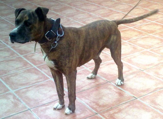 Cruza de pitbull y boxer - Imagui