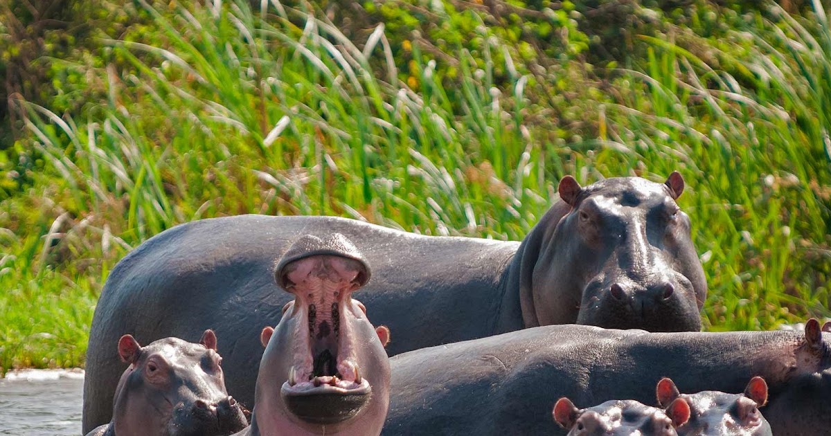 Species New to Science: [Mammalogy • 2020] Colombian Hippo Population ...
