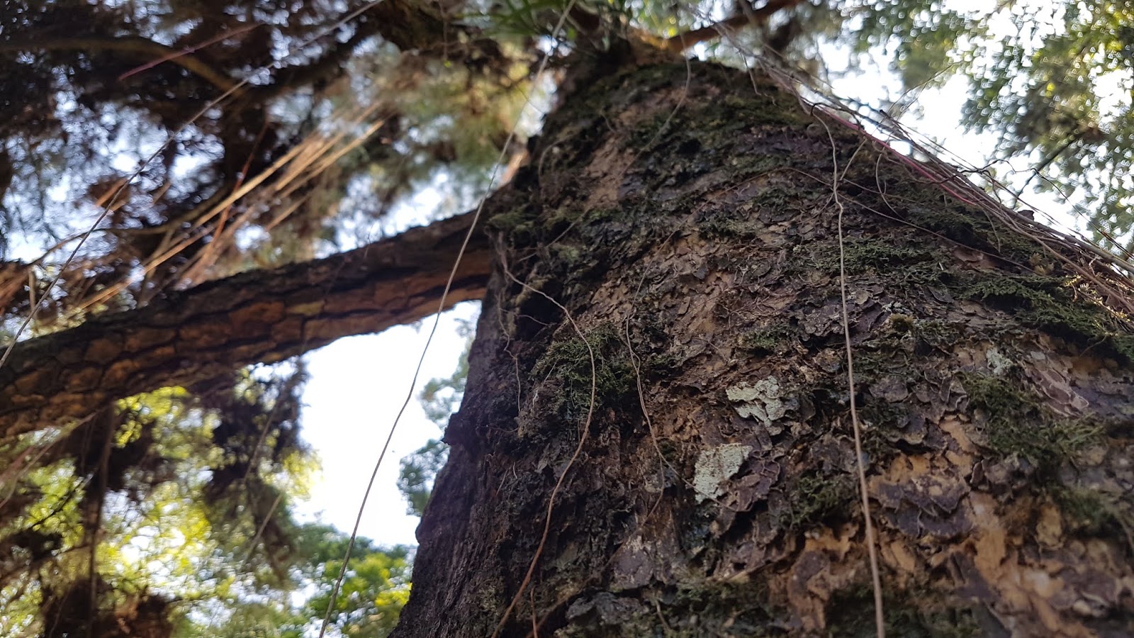 Pohon dan Kulit Pinus