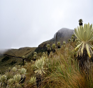 Pàramos Andinos ( El Ángel): LOS PÀRAMOS ANDINOS