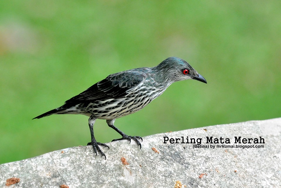 burung perling mata merah - SaniyataroMejia