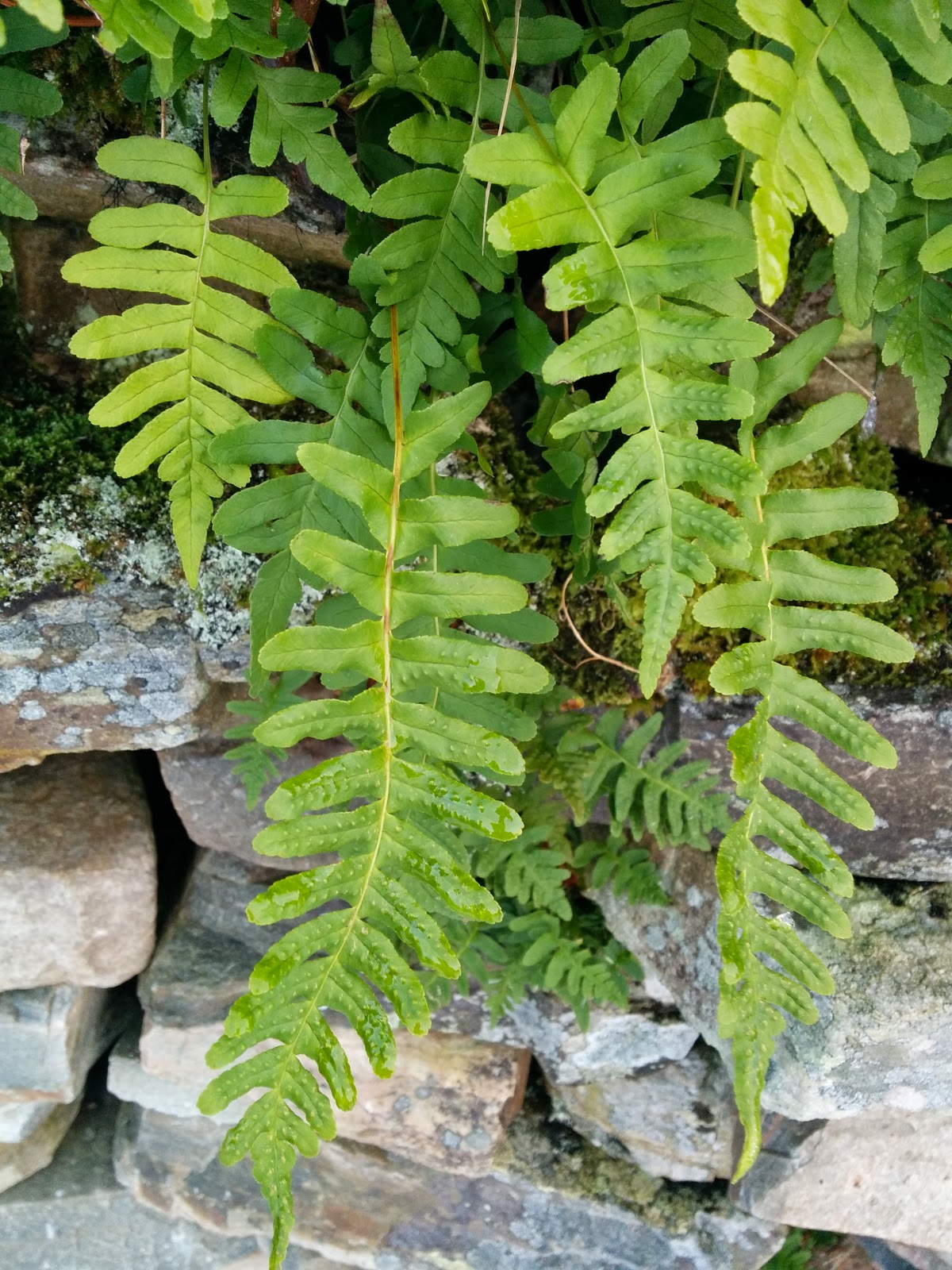 Wild Life: Common Polypody