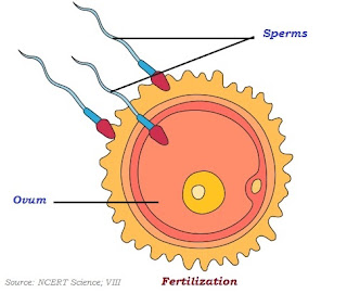 What is sexual Reproduction | Defination | Advantages - Ybstudy