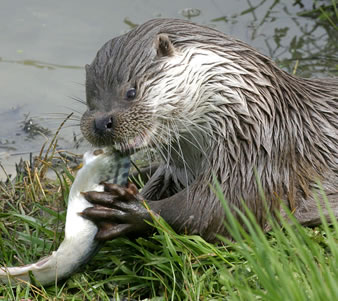 Animal Unique: Otter