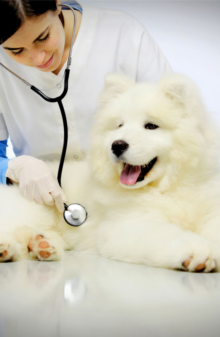 Making Vet Visits Less Stressful is Essential, and Here's What We Can ...