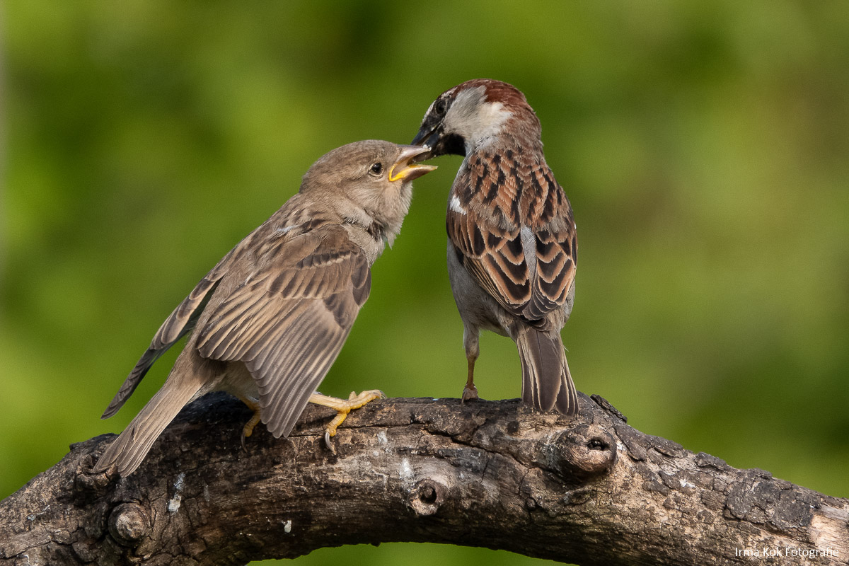 Irma's Natuurbeleving : Mus, Passer domesticus