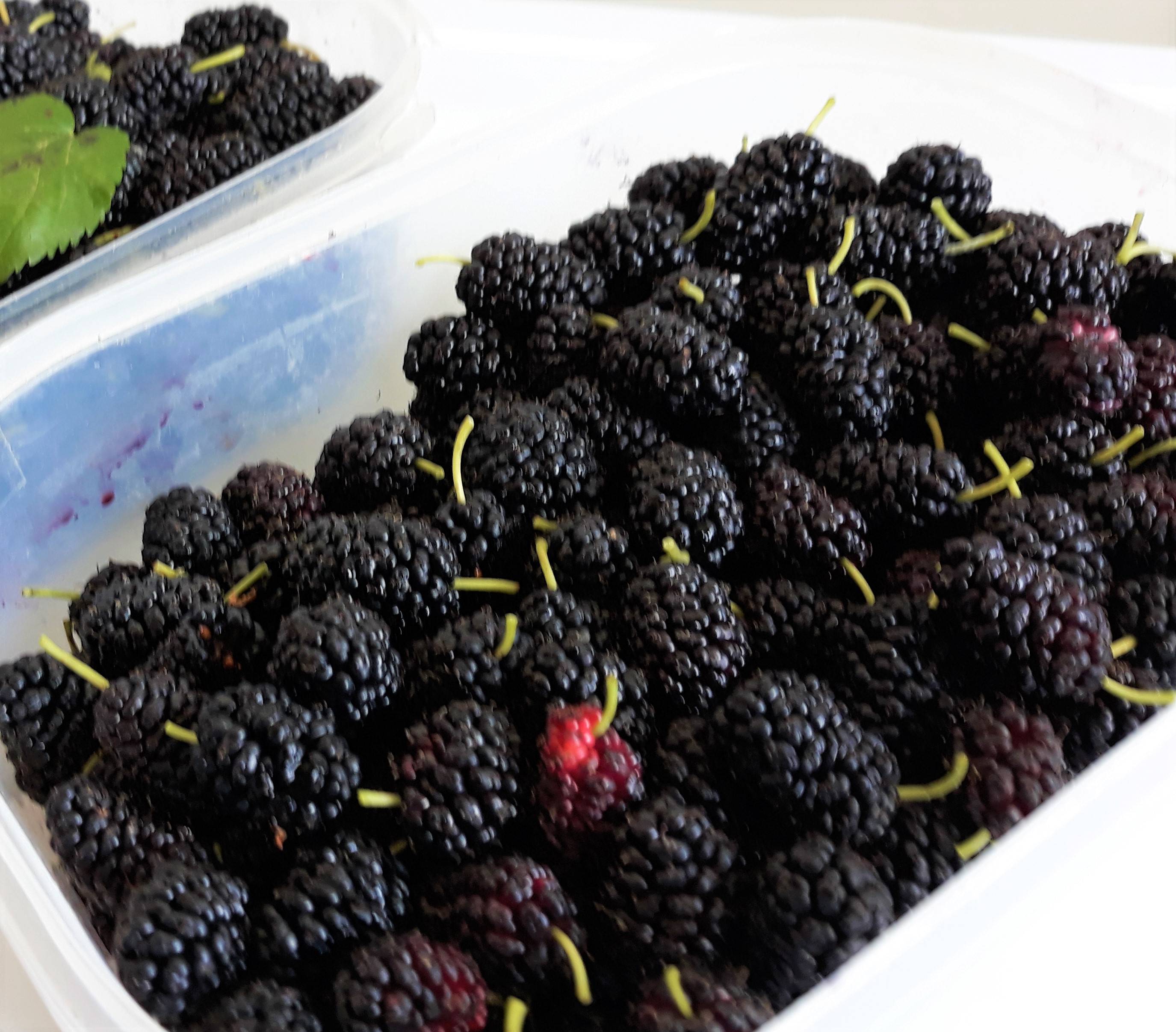 Liquore di gelsi neri