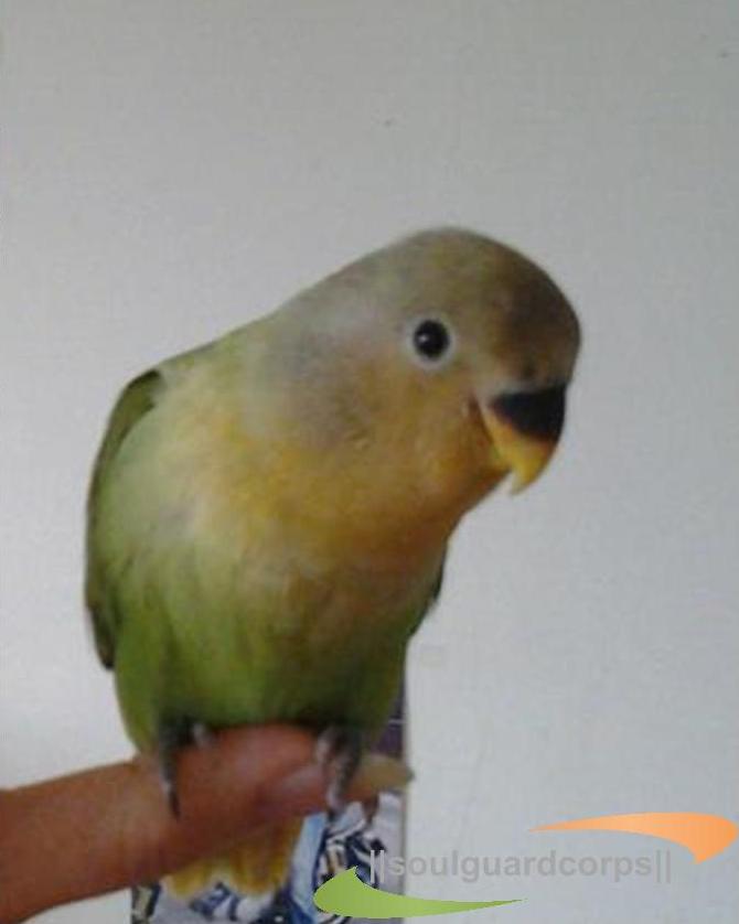 Gerabah: Ternak Burung Parkit